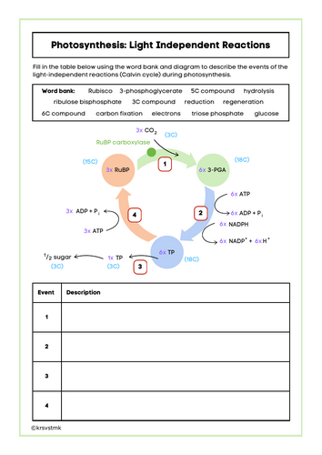 Light-dependent and Light-independent Reactions + Answers | Teaching ...