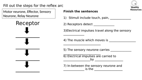 GCSE Reflex Arc Worksheets – Differentiated Activities with Answers ...