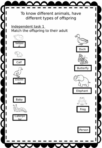KS1 To know different animals have different types of offspring ...