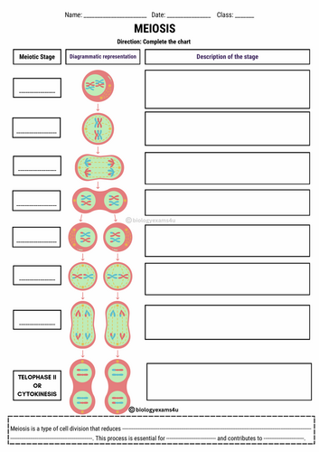 Meiosis Identify the stages Worksheet, Crossword and Word search ...
