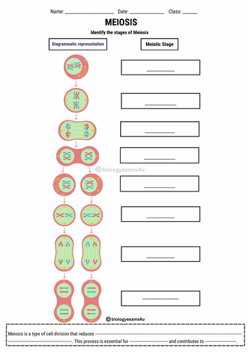 Meiosis Identify the Stages Worksheet | Teaching Resources