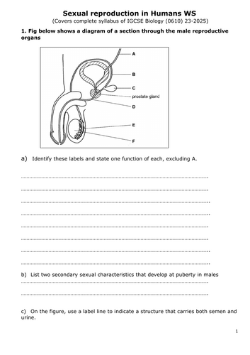 Sexual reproduction humans IGCSE WS & answer key | Teaching Resources