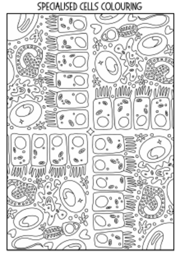 Specialised cells colouring - biology colouring | Teaching Resources