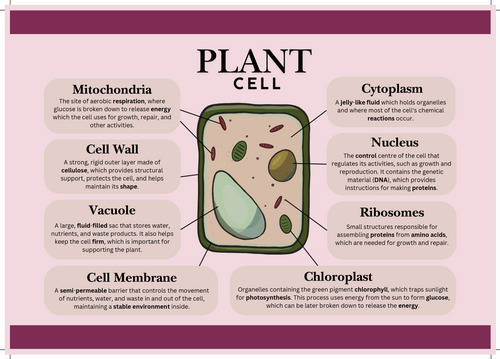 Plant Animal Cells Poster Labelled Organelles Teaching Resources