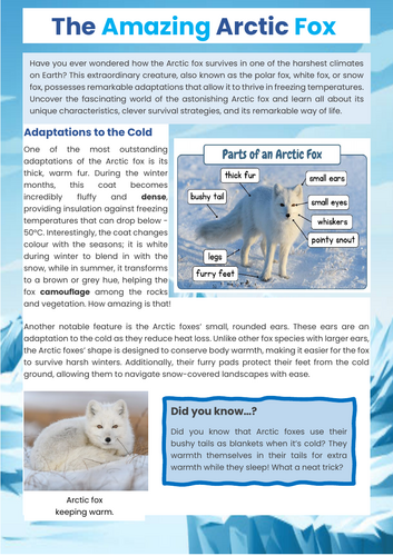 Arctic Foxes- non-chronological report | Teaching Resources