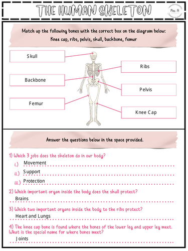 The Human Skeleton Worksheet KS3 LA | Teaching Resources