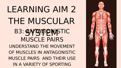 BTEC Sport Anatomy - Learning Aim B Muscular System PowerPoint ...