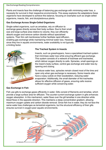 Gas Exchange Reading Comprehension Essay and Questions AQA A LEVEL ...