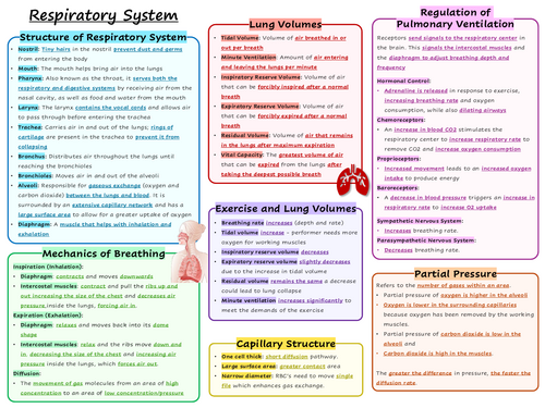 Knowledge organiser - respiratory system | Teaching Resources
