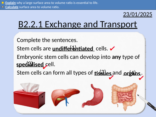 GCSE OCR Biology: B2.2 The Challenges of Size | Teaching Resources