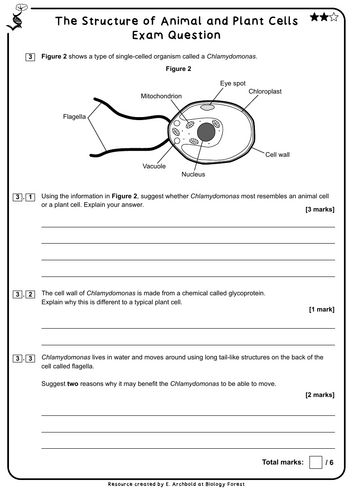 Animal and Plant Cell Structure | GCSE Biology | Teaching Resources