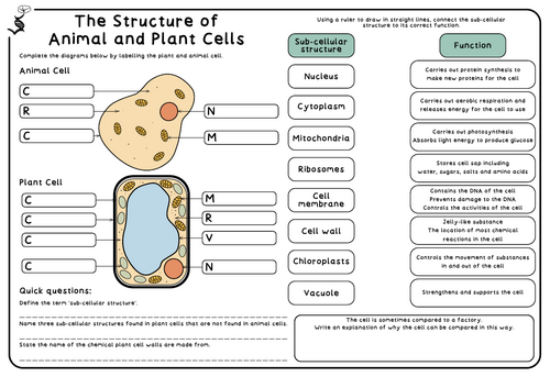 Animal and Plant Cell Structure | GCSE Biology | Teaching Resources