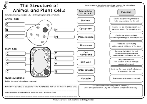 Animal and Plant Cell Structure | GCSE Biology | Teaching Resources
