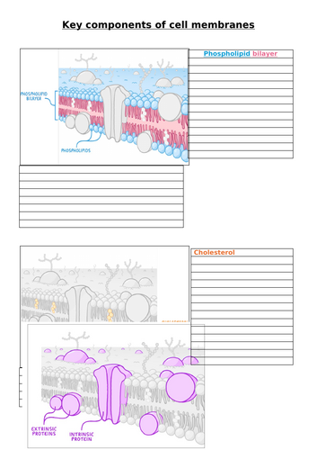 Cell Membrane - AQA A-Level Biology | Teaching Resources