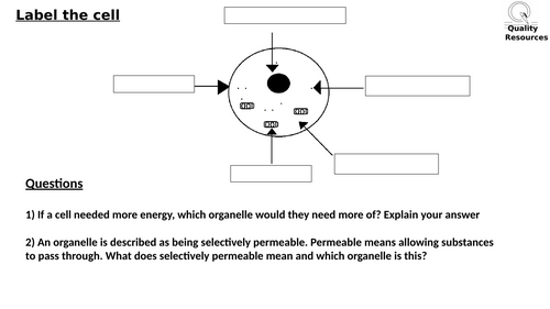 KS3 Animal Cells Worksheet | Teaching Resources
