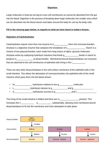 AQA ALevel Biology Digestion | Teaching Resources