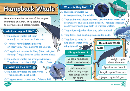 The Snail and the Whale English planning | Teaching Resources