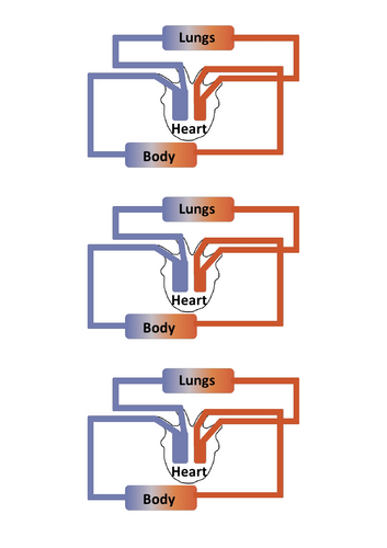 GCSE Biology: Circulatory System | Teaching Resources
