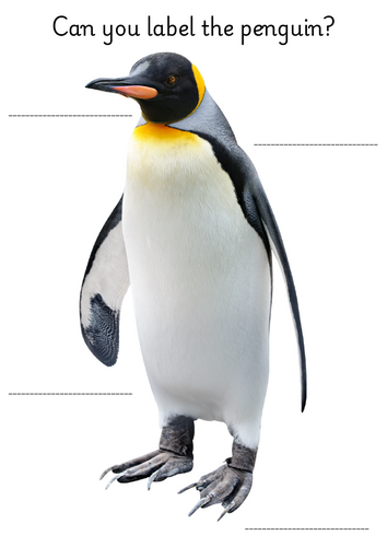 EYFS Polar Animals labelling | Teaching Resources