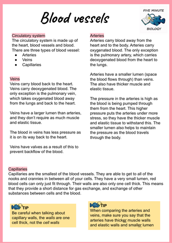 GCSE AQA Biology Triple Science Blood Vessels revision sheets Higher ...