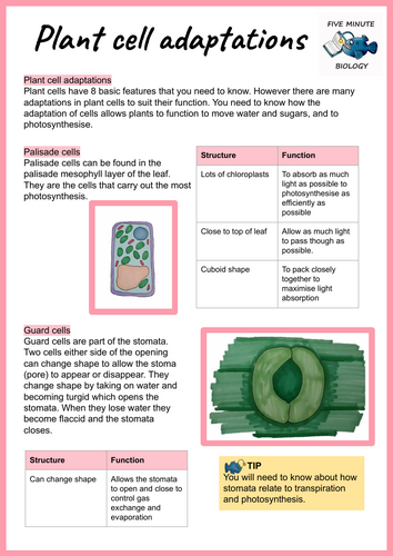 GCSE AQA Biology Triple Science Plant Adaptations revision sheets ...