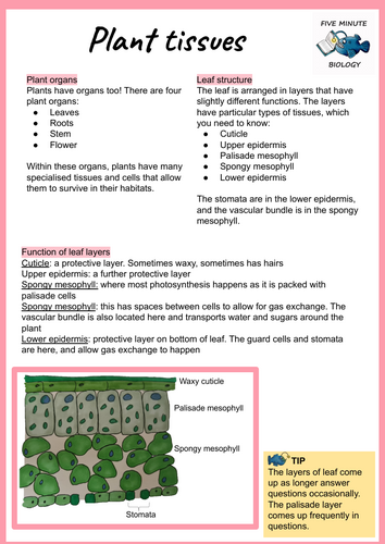 GCSE AQA Biology Triple Science Plant Tissues revision sheets Higher ...