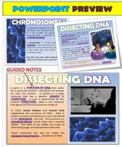 DNA, Mutations, Protein Synthesis, & Genetic Engineering: Note Packet ...