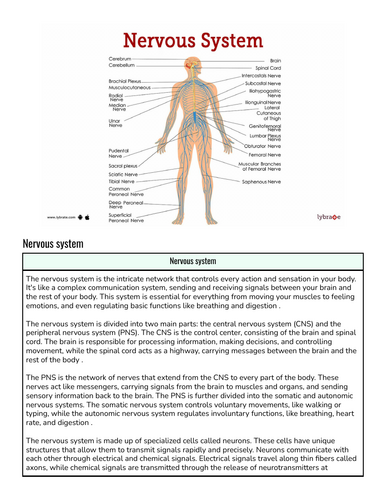 Nervous system lesson and questions | Teaching Resources