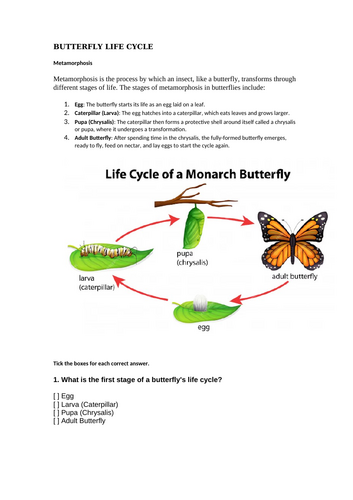 Butterfly Life Cycle Lesson packs | Teaching Resources