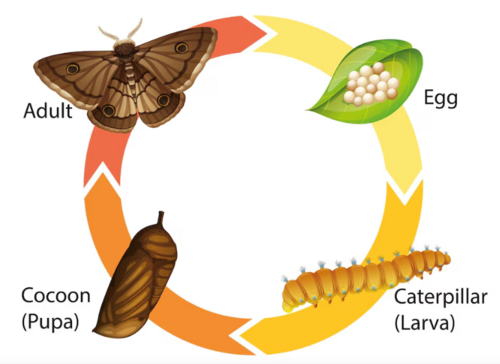 Butterfly Life Cycle Lesson packs | Teaching Resources