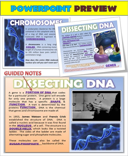 DNA, Mutations, Protein Synthesis & Genetic Disorders: Interactive ...
