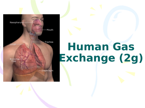 Edexcel iGCSE Biology - Human Gas Exchange Powerpoint | Teaching Resources