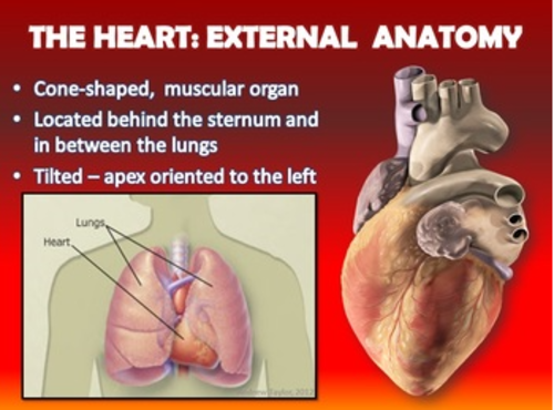 The Heart: Cardiovascular System Interactive PowerPoint | Teaching ...