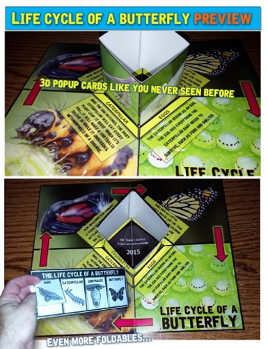 Life Cycle of a Butterfly | Teaching Resources