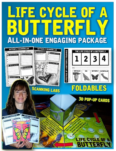 Life Cycle of a Butterfly | Teaching Resources