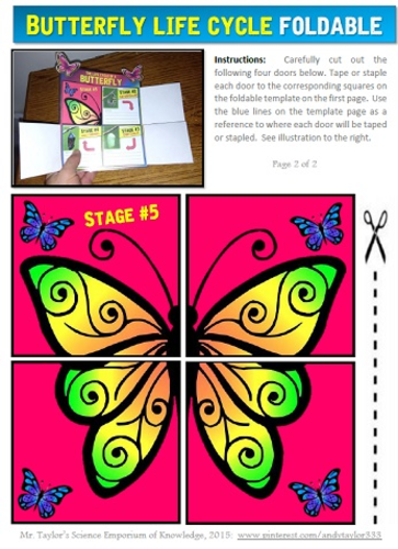 Life Cycle of a Butterfly | Teaching Resources