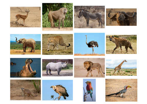 Year 1 Science (Animals including humans) - African Animals Lesson 1 ...