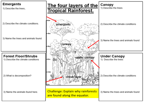 KS3 Ecosystems Low Ability: Adaptations in the rainforest | Teaching ...