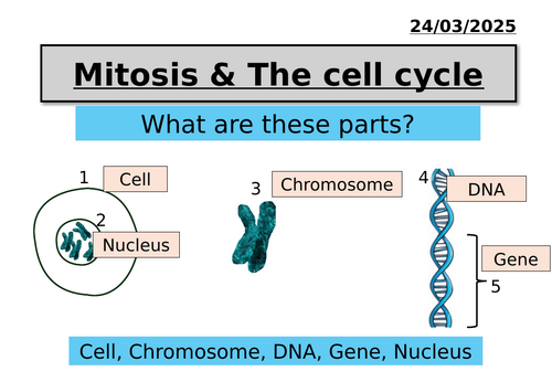 Mitosis & The Cell Cycle Lesson EDEXCEL | Teaching Resources
