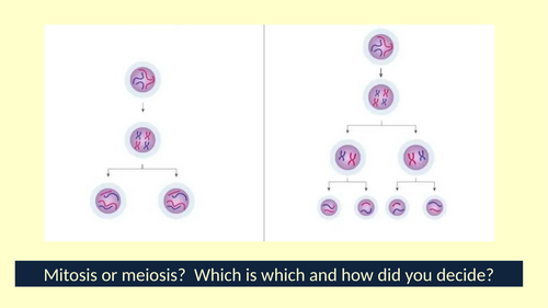 Edexcel GCSE Biology Topic 3 "Genetics" | Teaching Resources