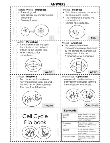 Cell Cycle (Mitosis) Flip book EDEXCEL | Teaching Resources