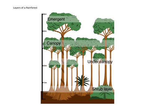 KS4 Living World: Tropical rainforest structure | Teaching Resources