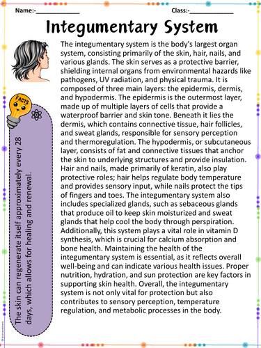 Explore the Integumentary System: Engaging Reading Passage ...