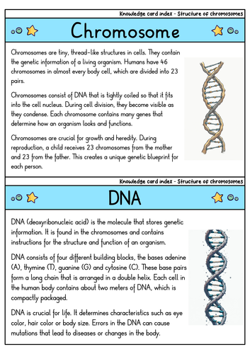 Structure of Chromosomes - Flashcards | Biology | DNA, Genes & Function ...