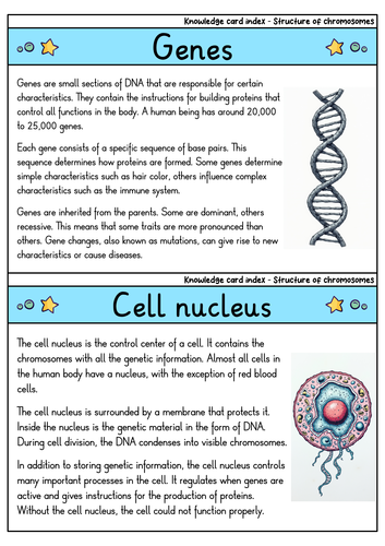 Structure of Chromosomes - Flashcards | Biology | DNA, Genes & Function ...