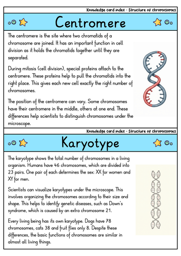 Structure of Chromosomes - Flashcards | Biology | DNA, Genes & Function ...