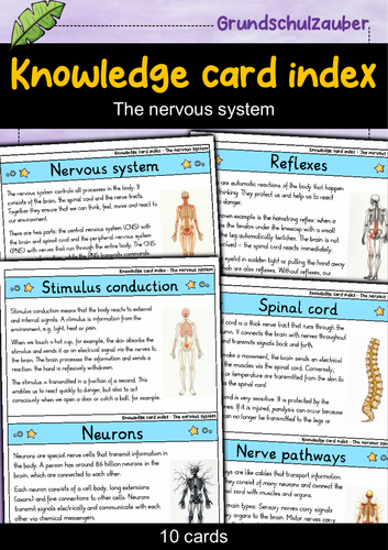 The Nervous System - Flashcards | Biology | Structure, Function & Types ...