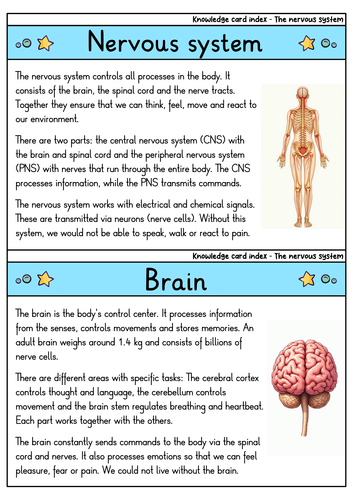 The Nervous System - Flashcards | Biology | Structure, Function & Types ...