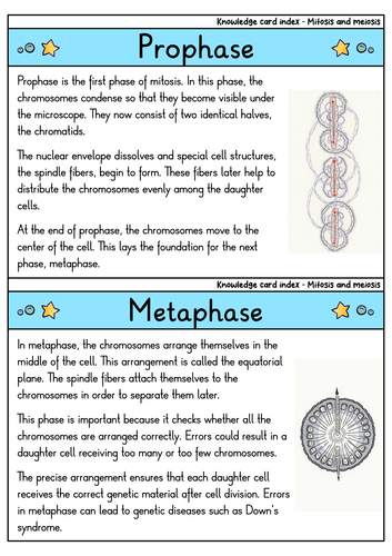 Mitosis (Cell Cycle) and Meiosis - Flashcards | Biology | Cell Division ...