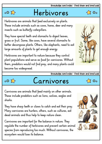 Food Chain and Food Web - Flashcards | Biology | Energy Flow ...